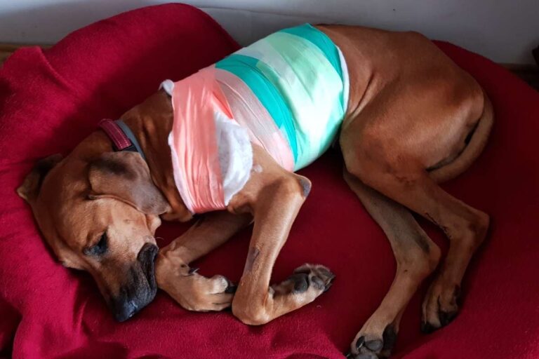 Types of Pet Surgery: When Dogs & Cats Need Surgery